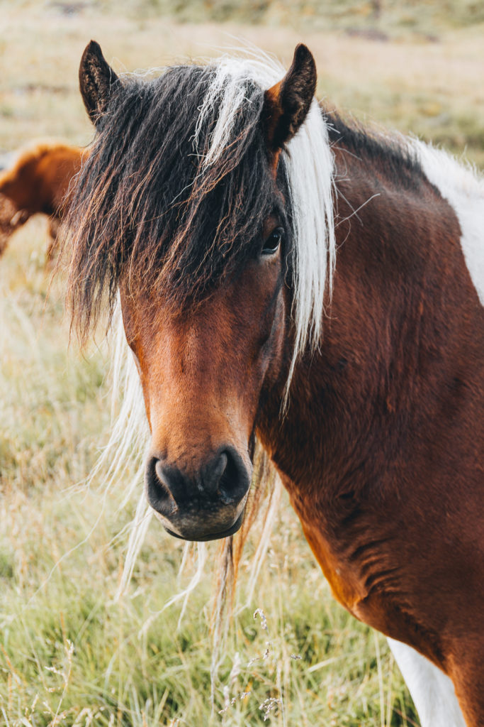 Jessica Darby | Wisconsin's Premier Equestrian Photographer